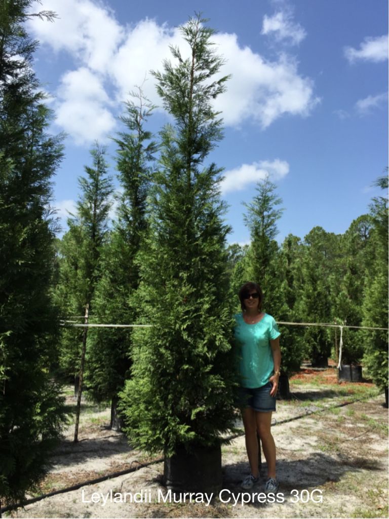IMG_6850 « Butler Tree Farm